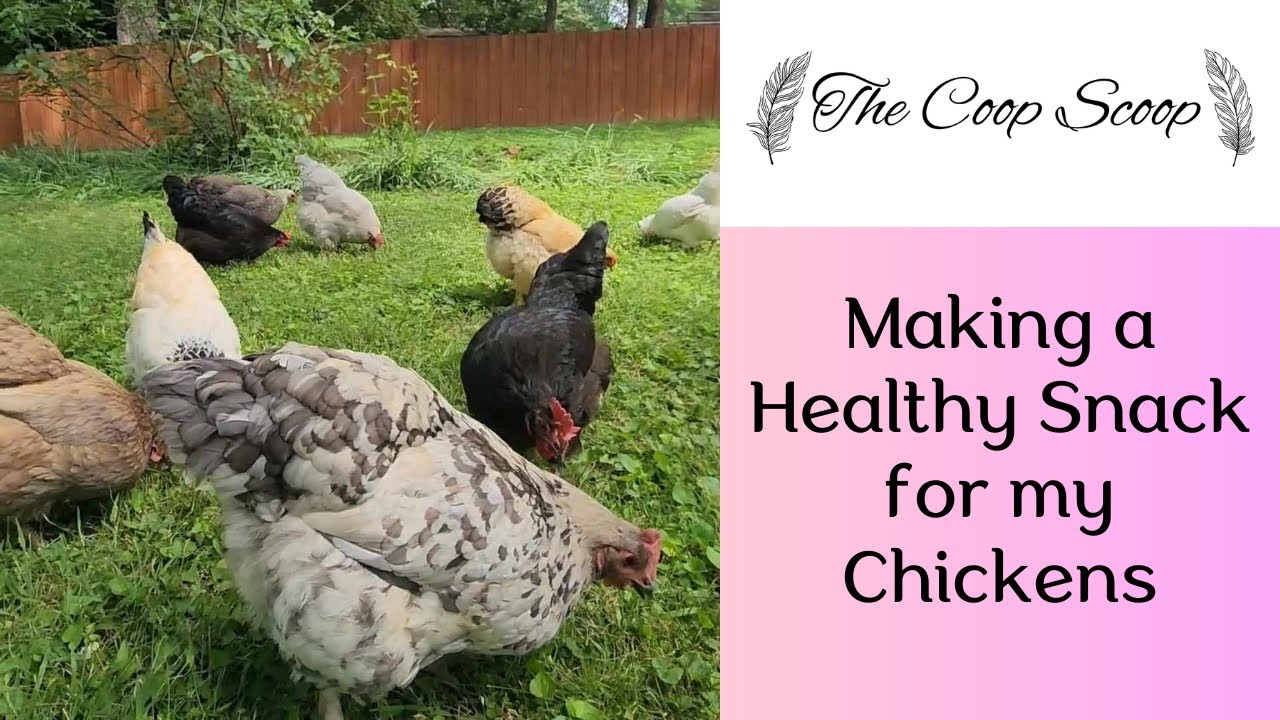 Healthy Snack for Chickens - YouTube