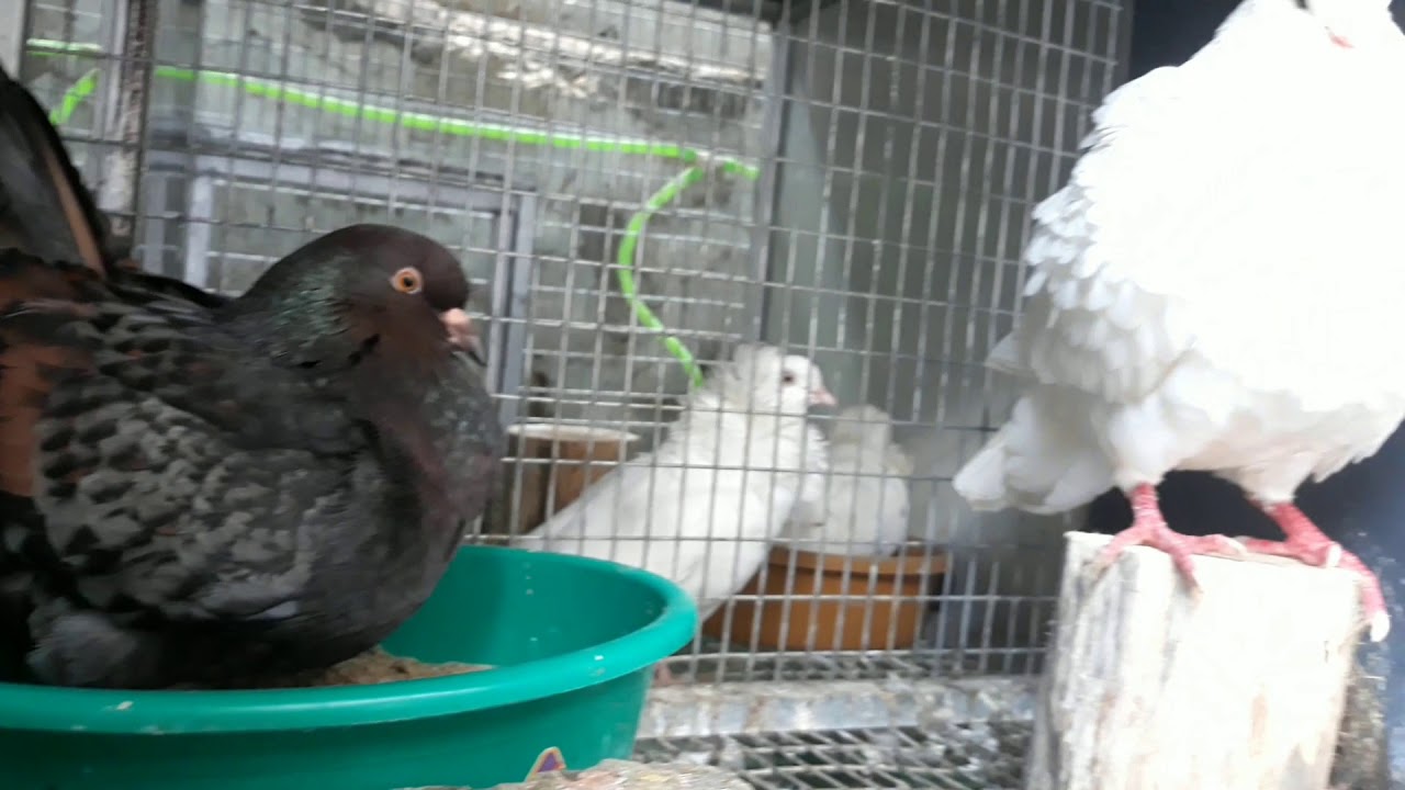 King Breading Pair Youtube