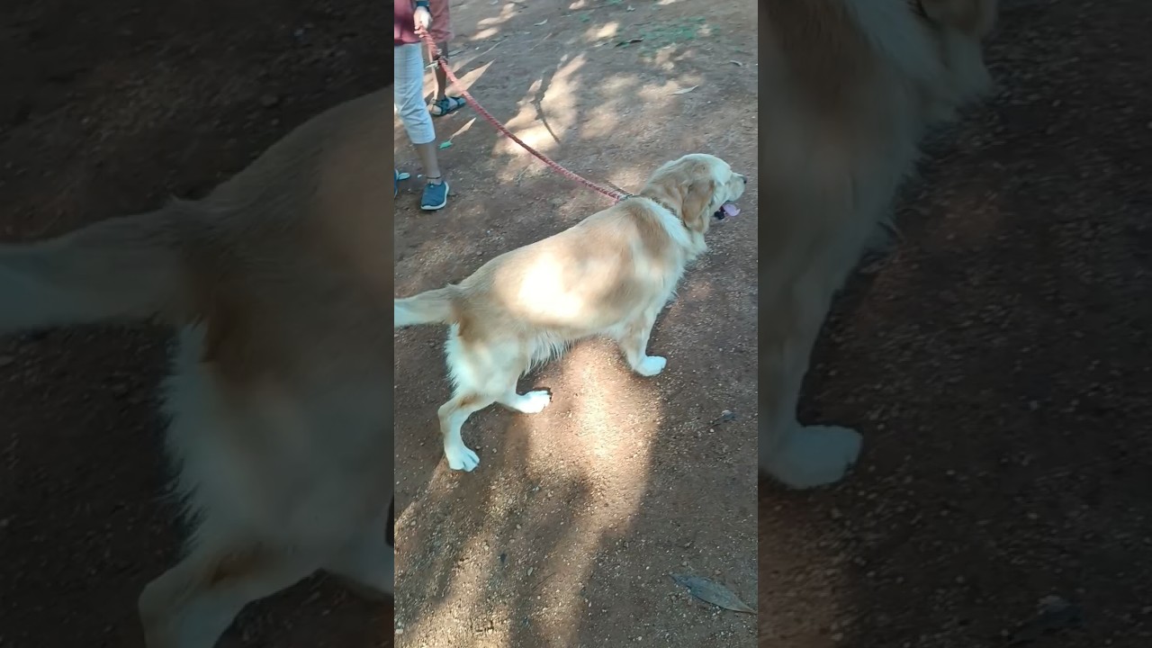 my golden retiver dog dancing dog funny dog dancing#viral #reel #dog ...