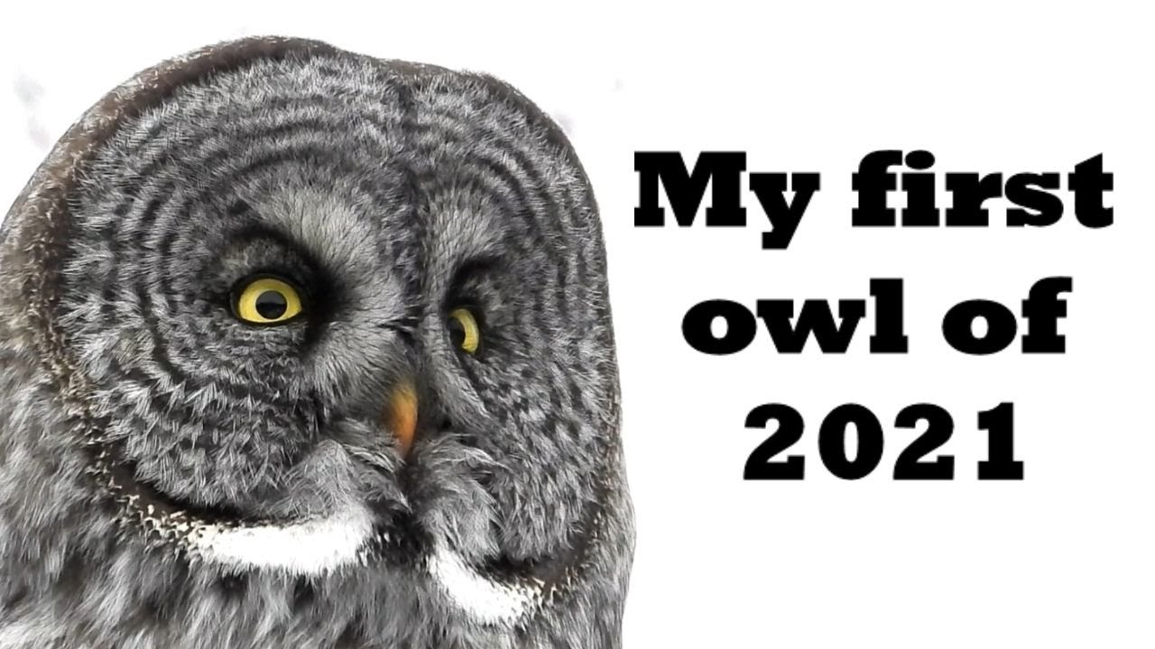 My first owl of 2021 - YouTube