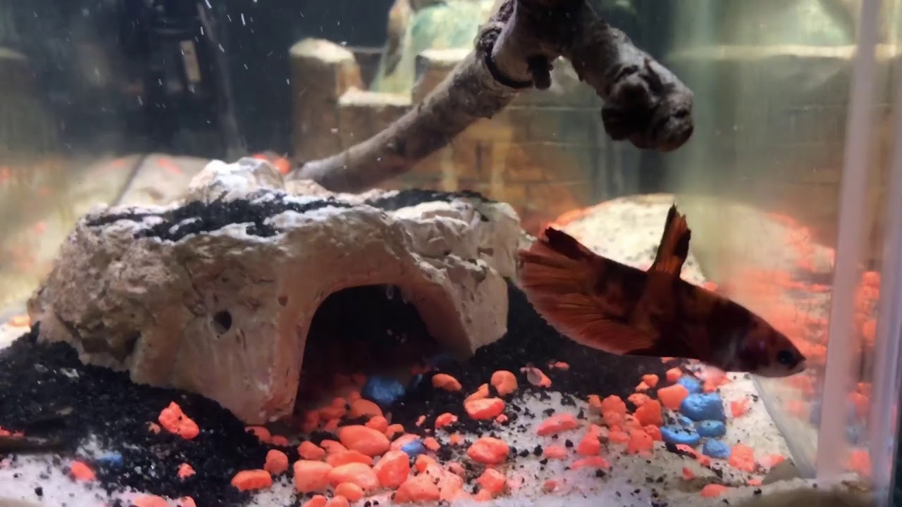 Dealing with cracked Apple/Mystery snail shells - YouTube
