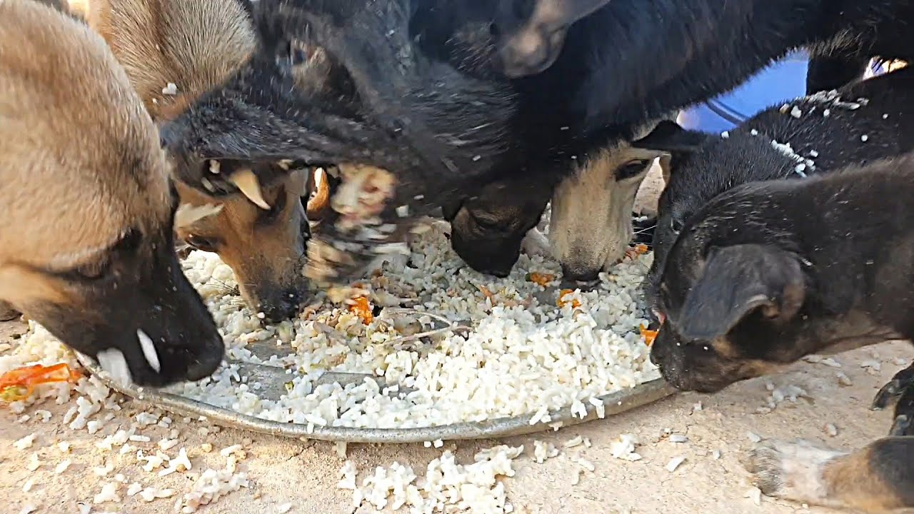 Dogs compete for eating food - YouTube