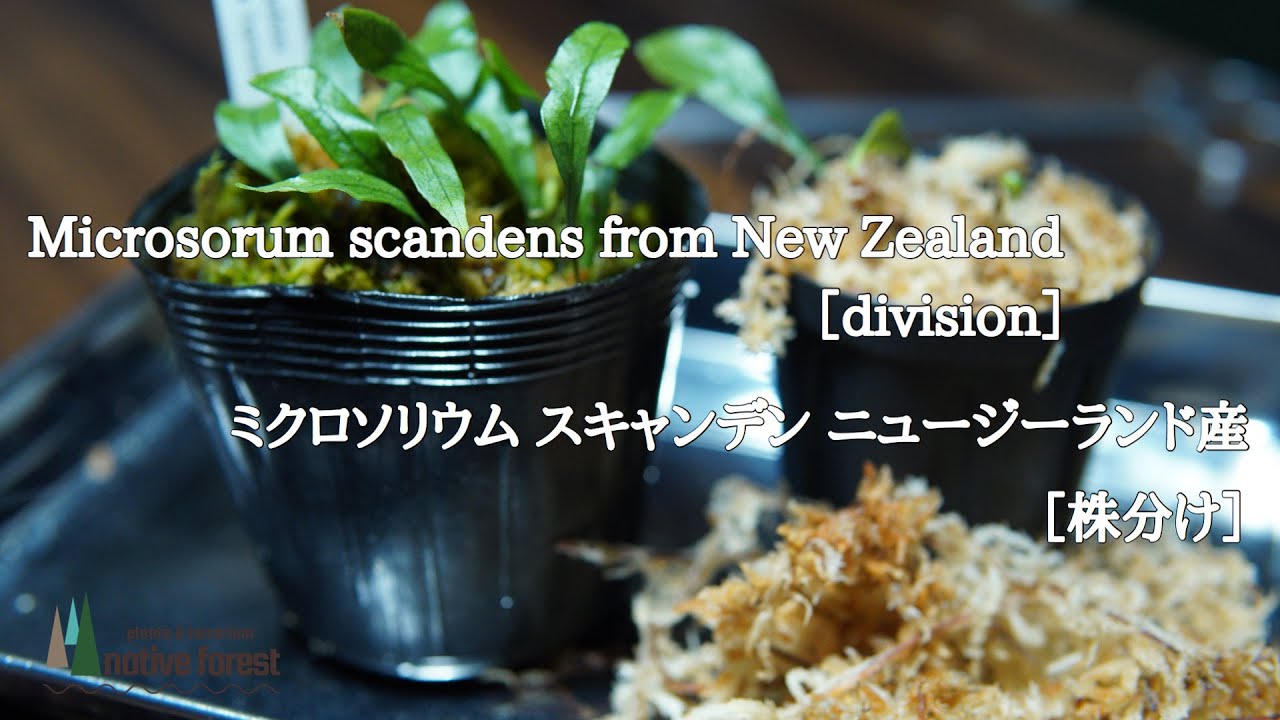 [ Microsorum scandens ] ニュージーランド産のミクロソリウムを株分け！ - YouTube