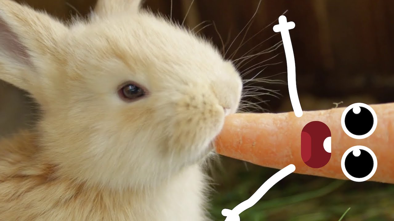 Todo es mejor con Doodles - Doodlemundo - YouTube