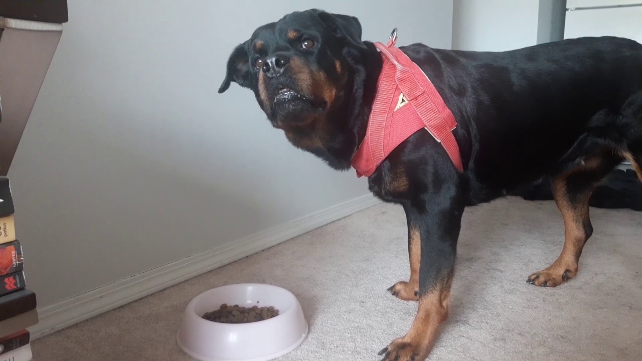 Amber the Rottweiler: Impressive Training with Commands - A Well ...
