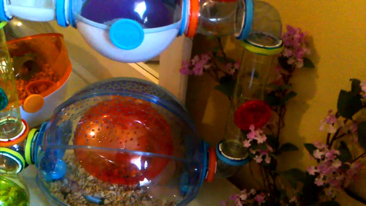 flapjack's hamster cage tour - YouTube