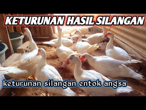 TRAH KETURUNAN SILANGAN ENTOK DAN ANGSA - YouTube