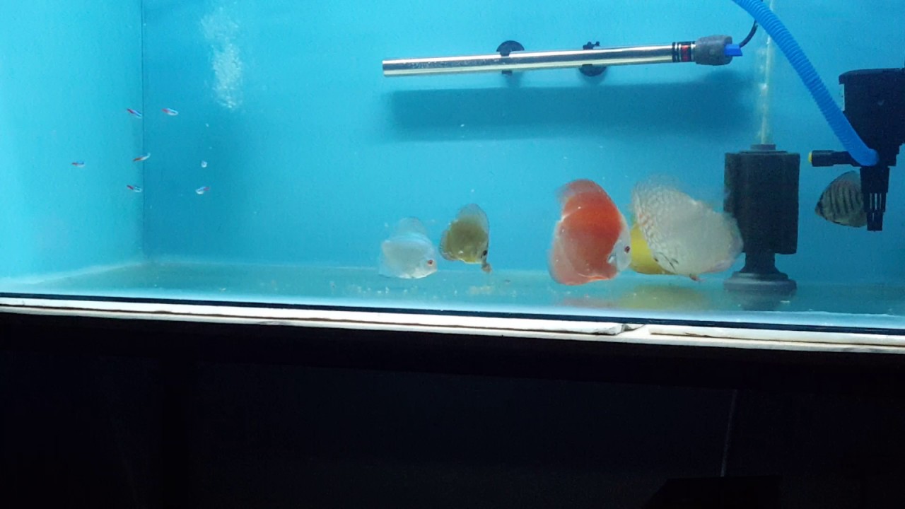 Discus fish eating - YouTube