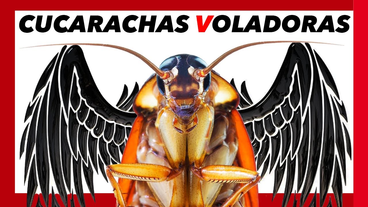 ¿Por qué Algunas Cucarachas Vuelan (🪳) Y Otras No? - YouTube