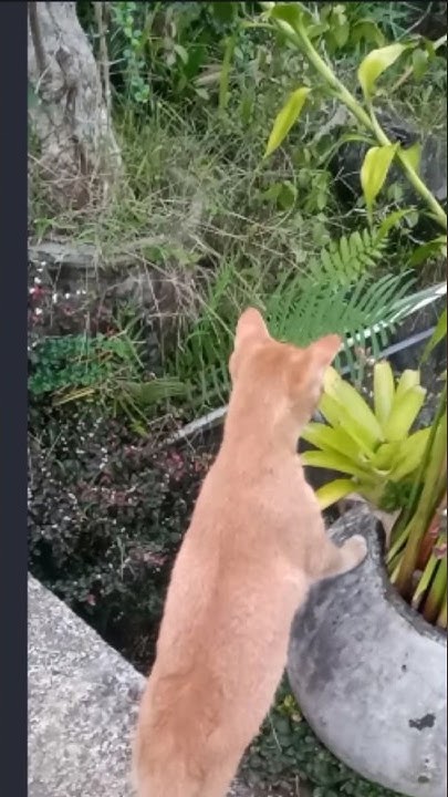 intip ,teman yg lagi pacaran,apa yg terjadi kemudian - YouTube