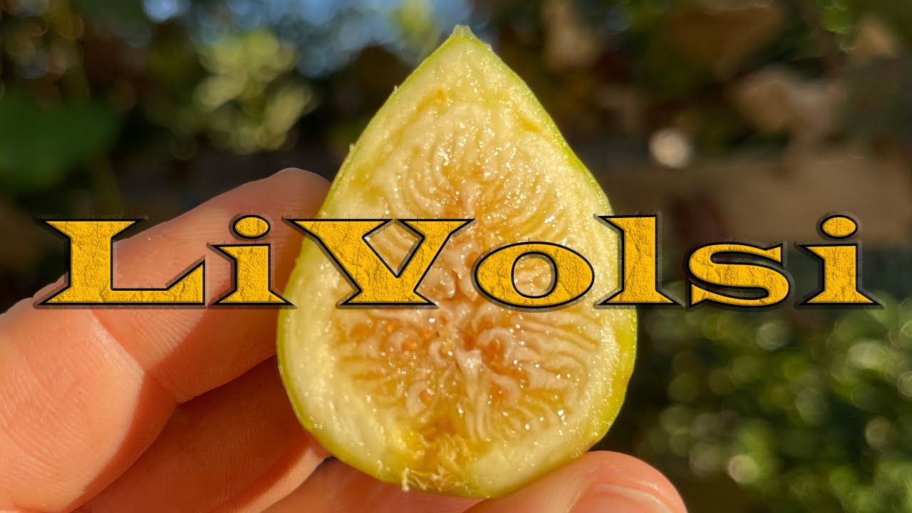 Fig Variety Review: LiVolsi - YouTube