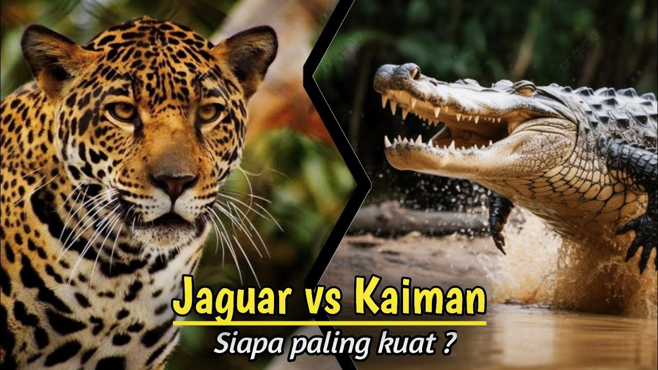 8 Pertarungan Hewan Predator vs Buruannya - YouTube