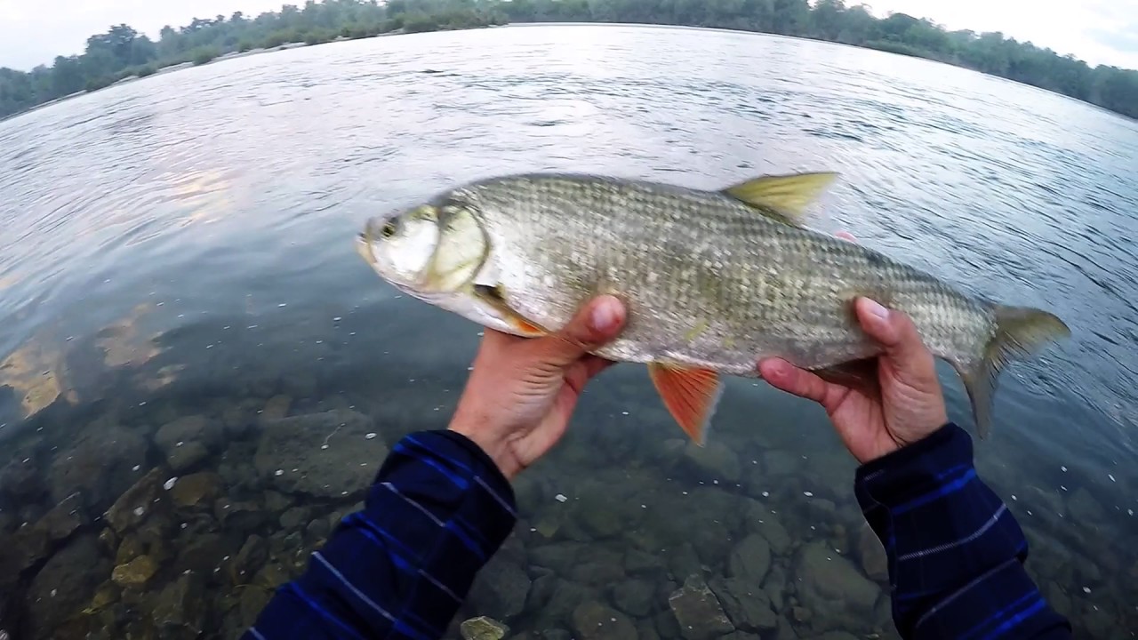 Sava river chub and asp fishing on light lures - YouTube