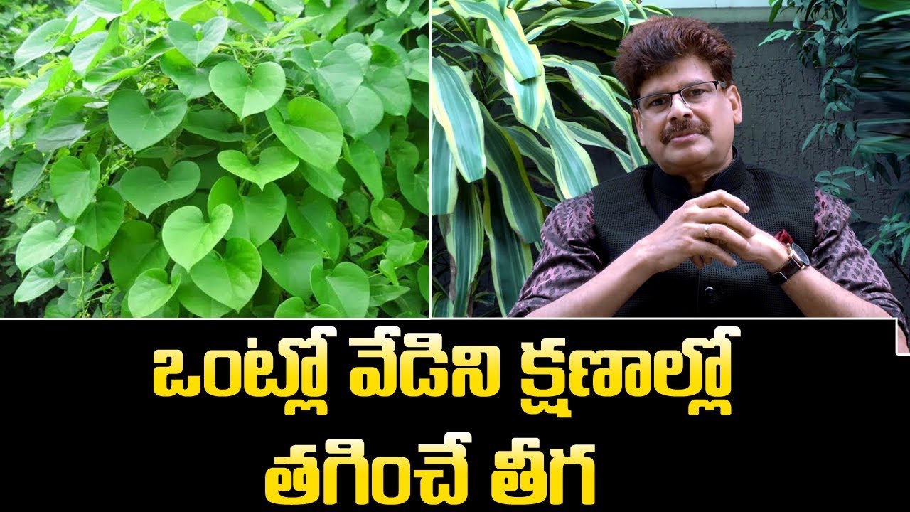 ఒంట్లో వేడిని క్షణాల్లో తగ్గించే తీగ ||Health Benefits Of TippaTeega ...