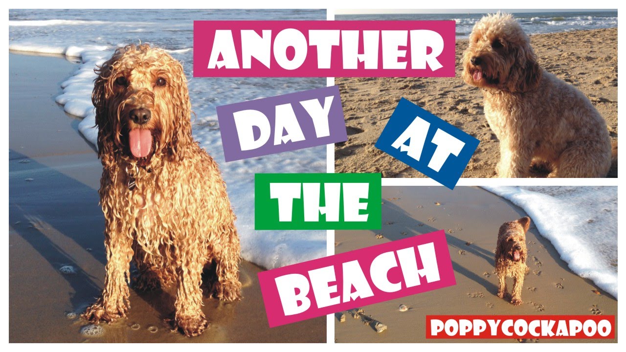 Another day at the Beach - Poppy Cockapoo Vlog - YouTube