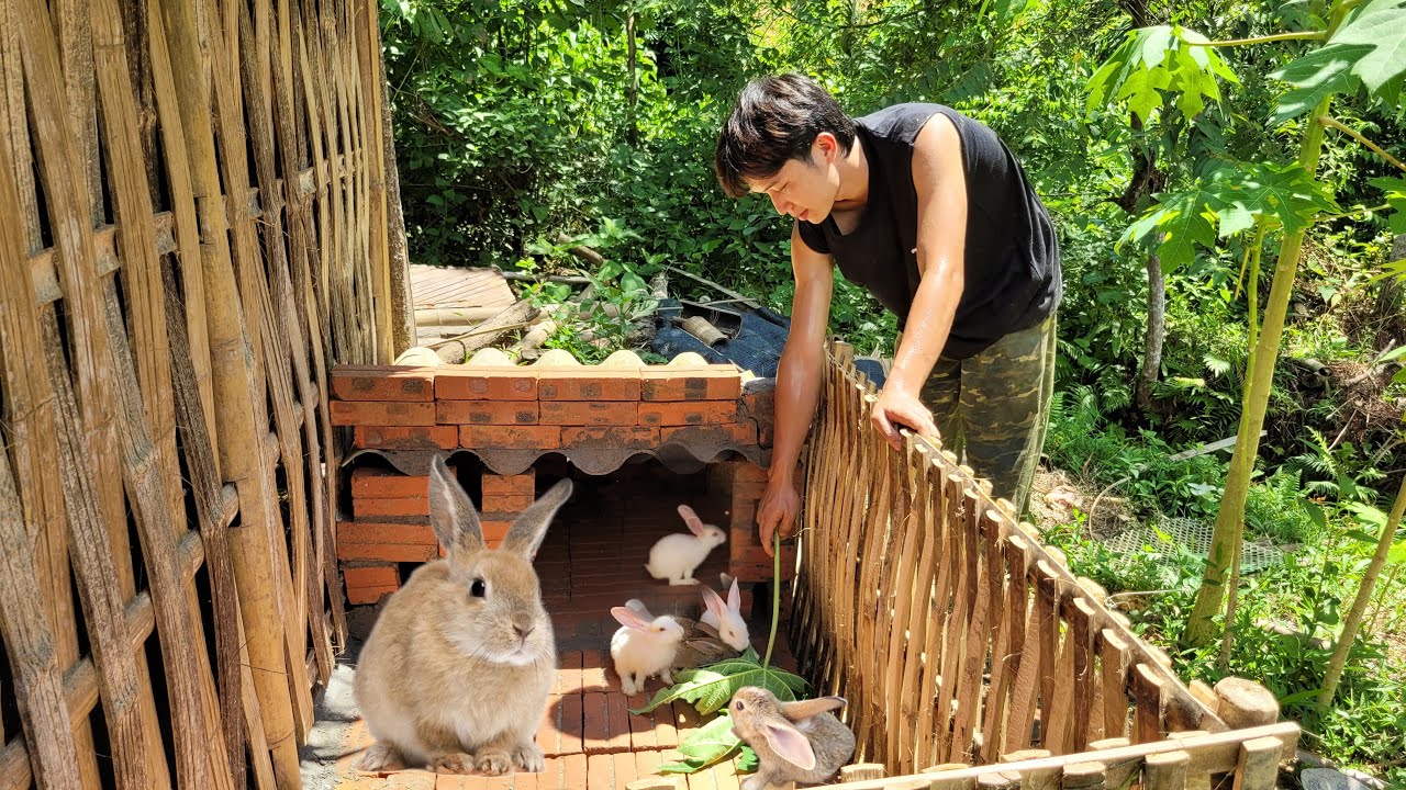 Bình - Exciting Wild Rabbit Capture and Building a Sturdy Pen with ...