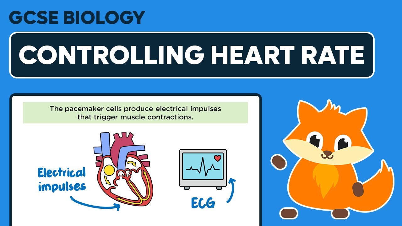 Controlling Heart Rate - GCSE Biology - YouTube