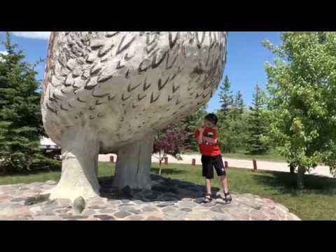 #34 Ashern Sharptail Grouse - YouTube