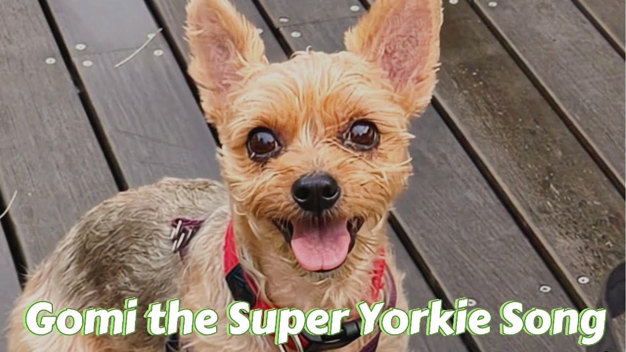 Gomi the Super Yorkie Song - YouTube