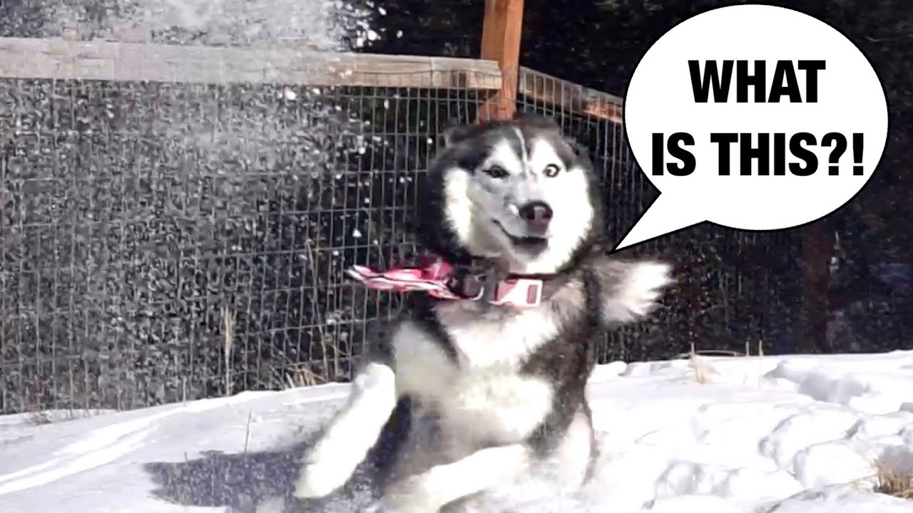 Meeka The Husky Sees Snow For The FIRST Time! ️ ⛄️ - YouTube
