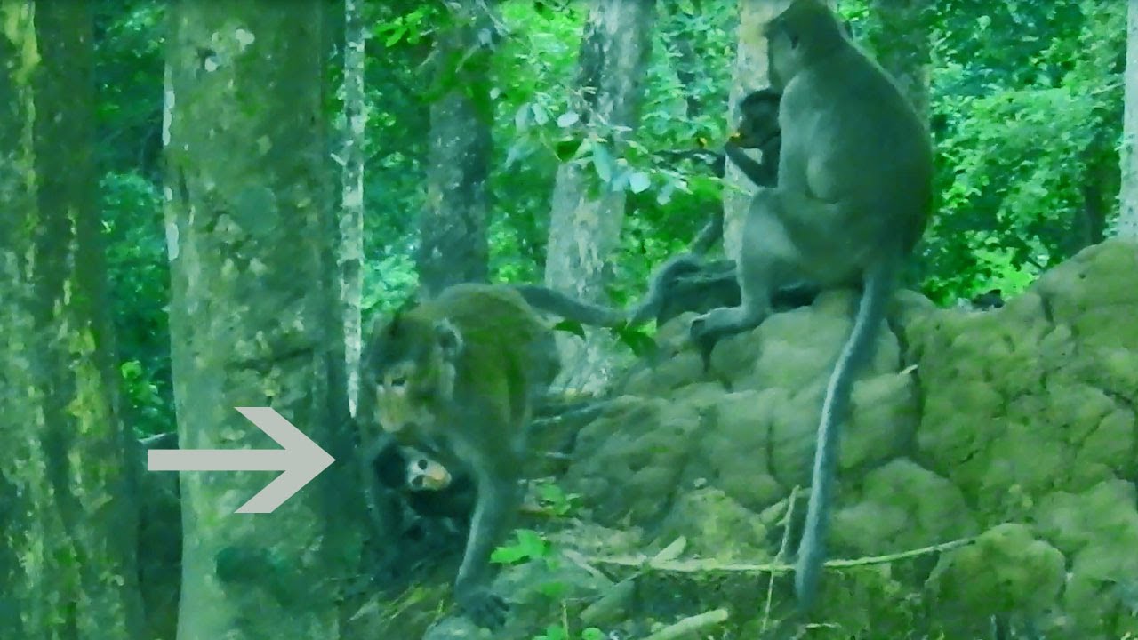It Is Nearly Raining, Forest Monkeys Hurry Up& Running Fast Into The ...