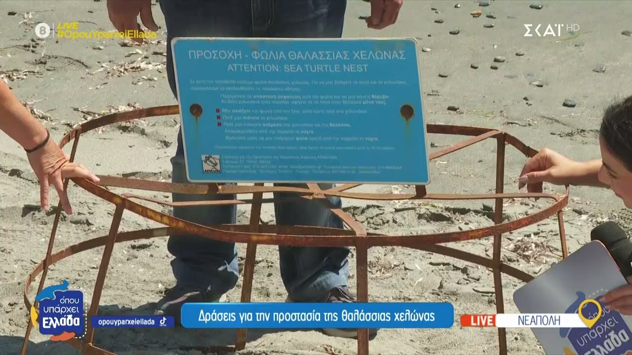 Δράσεις για την προστασία της θαλάσσιας χελώνας | Όπου Υπάρχει Ελλάδα ...