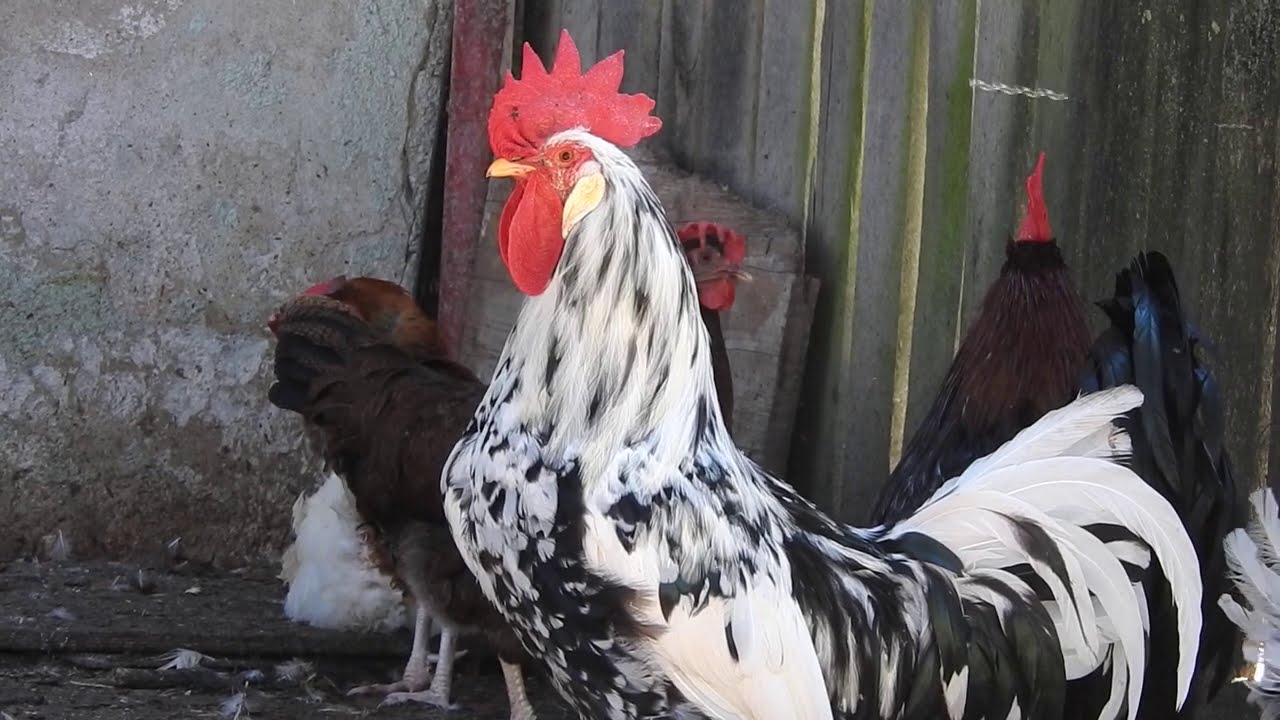 Roosters Crowing - Farm Sound Effects - YouTube