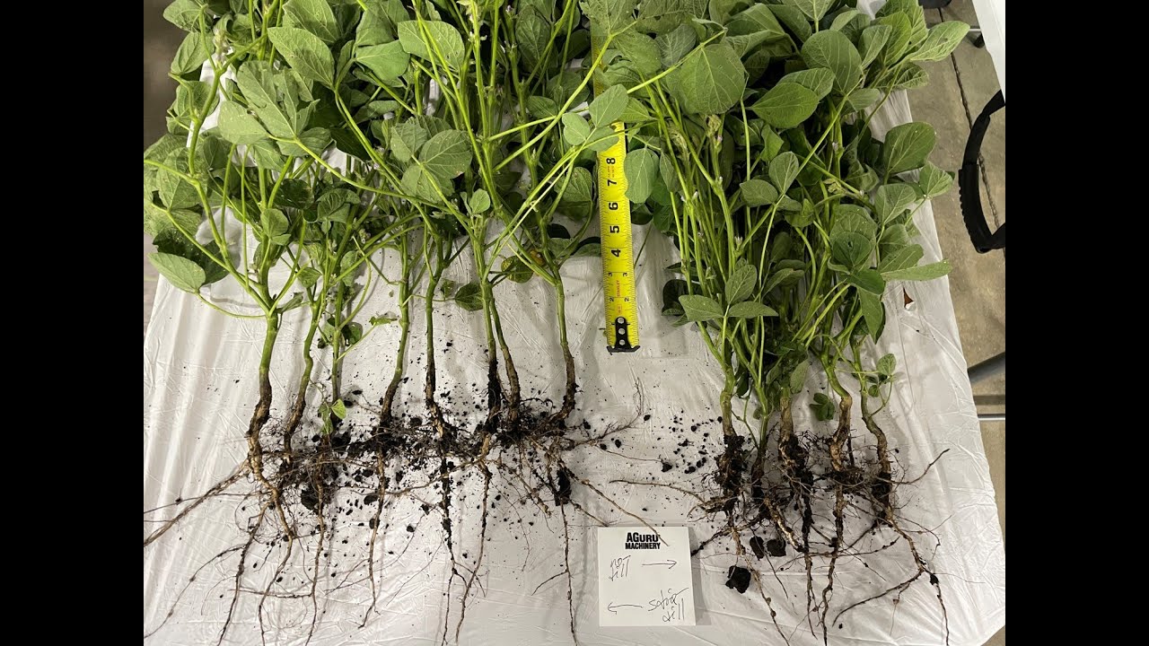 Plant Trials: Field Comparisons - YouTube