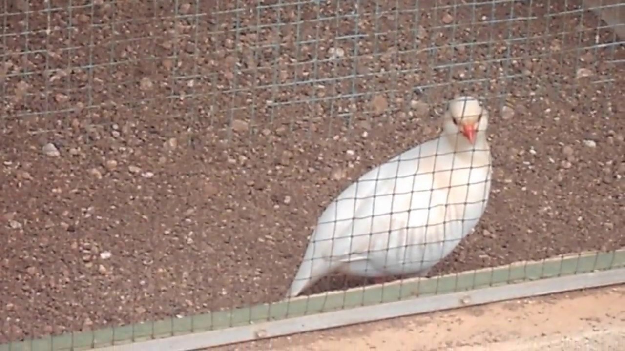 Albino Chukar Partridges pair from Pafos ZOO - YouTube