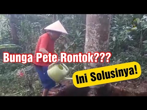Cara supaya kepedul pete/bunga pete tidak rontok/tidak gugur/tidak ...
