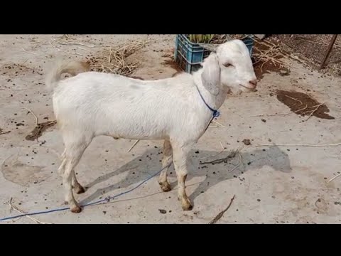 bada bakra for sale in hyderabad 9381237594 #irfanbhai @akramdairyfarm ...