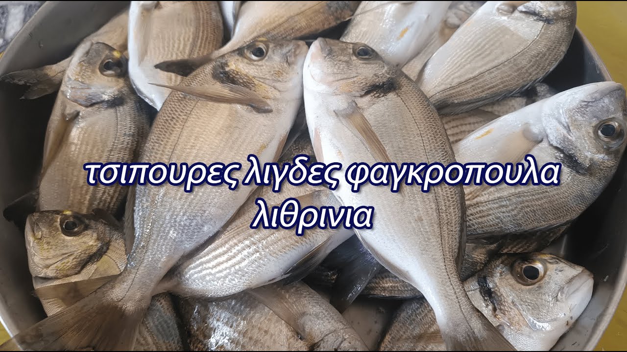 παραγαδι τσιπουρες λιγδες - YouTube
