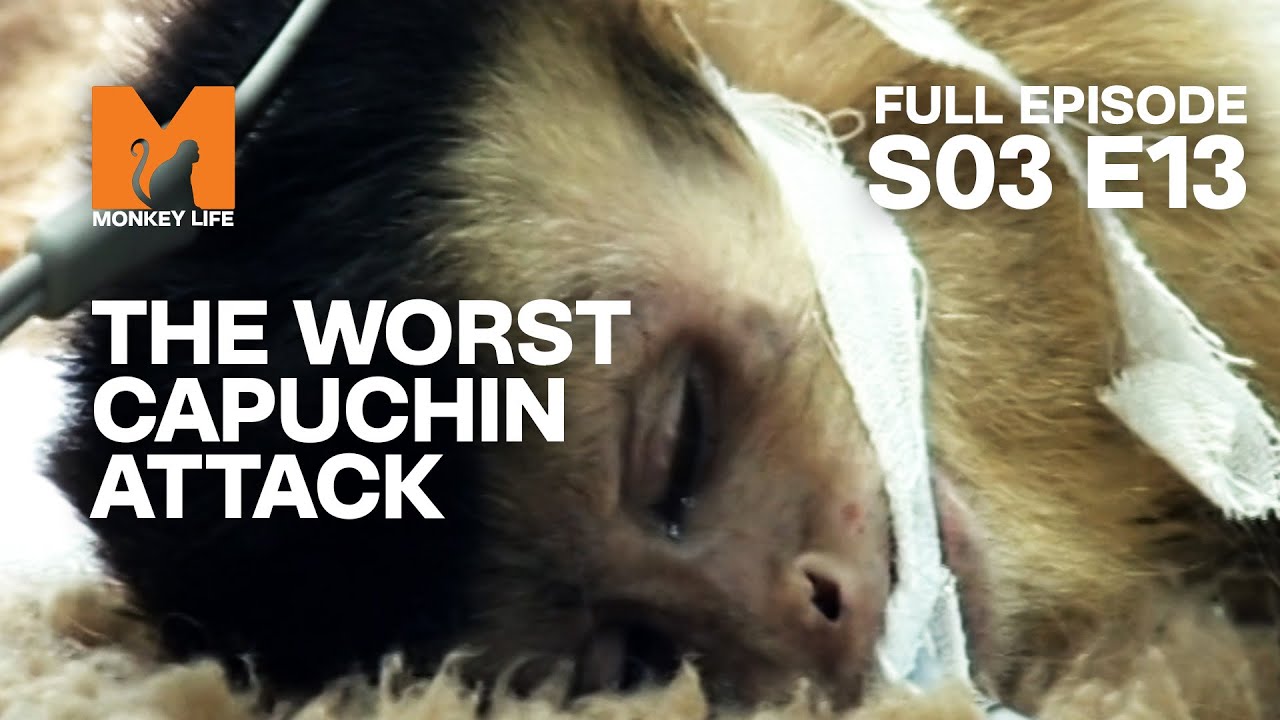 One Of The Worst Capuchin Attacks | Season 3 Episode 13 | Full Episode ...