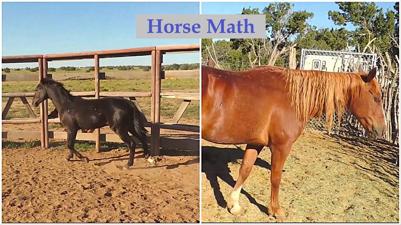 Horse Math ! - YouTube