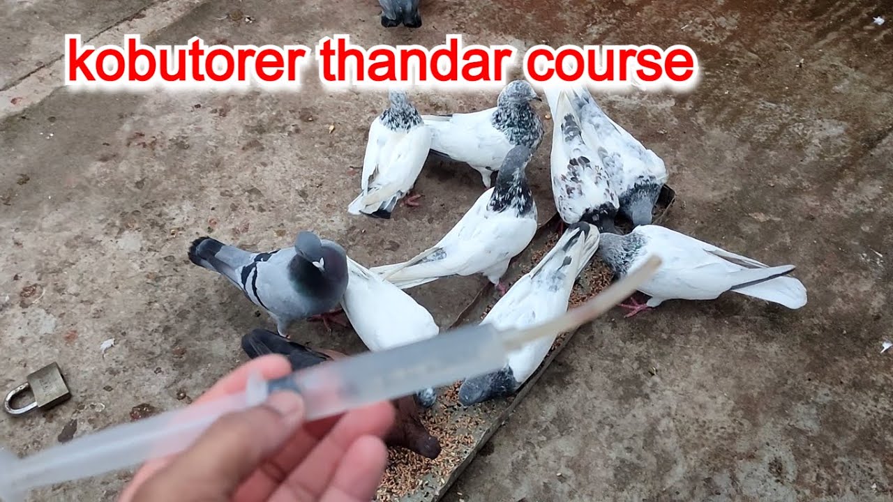 kobutorer thandar course | kobutor thandar osud | Pigeon lover Omar ...