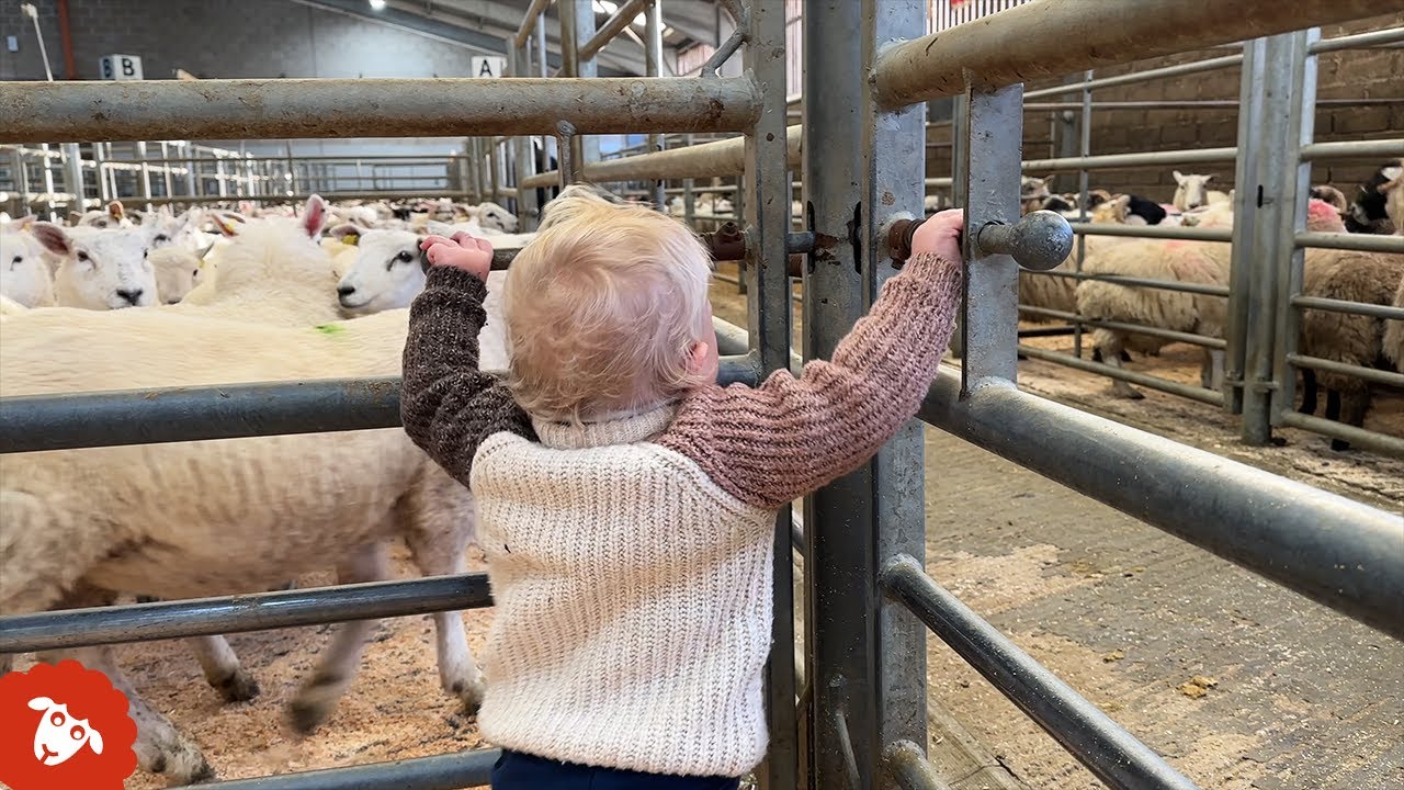 Selling SMALL LAMBS at market | The Sheep Game | The Content Farm