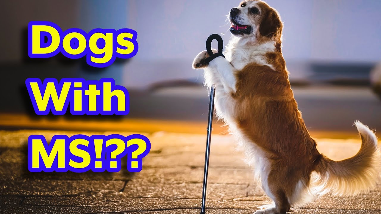 Dogs with Multiple Sclerosis? Mind Blowing! #MS #dogs #chronicillness ...