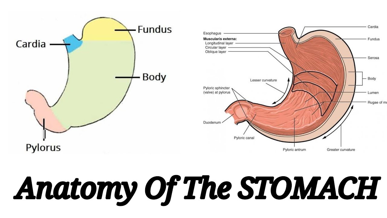 Anatomy of Stomach : Interior , Nerve Supply ,Location ,Clinical ...