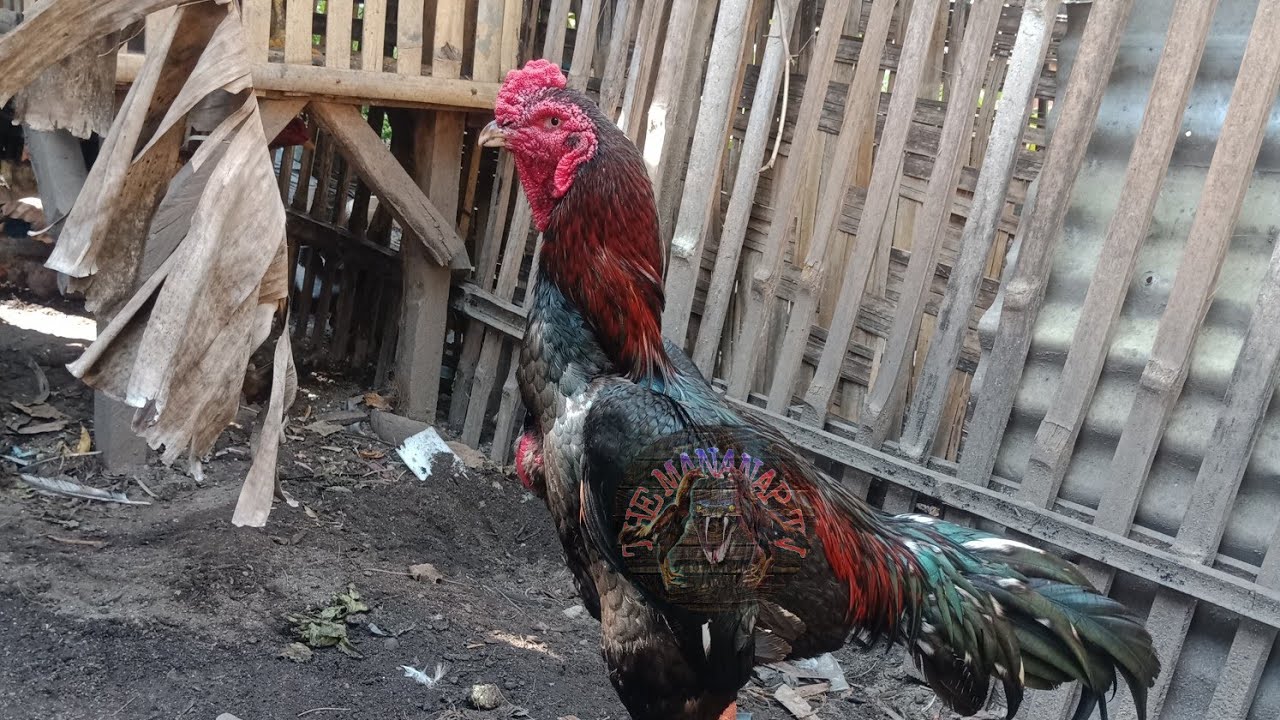 NEW UPDATE + SHAMO JUTAKO AND SHOUT OUT - YouTube