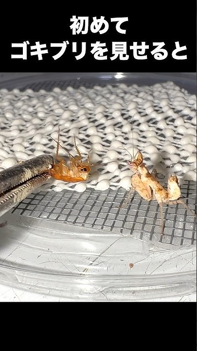 子供カマキリに初めてゴキブリを見せると！？ - YouTube