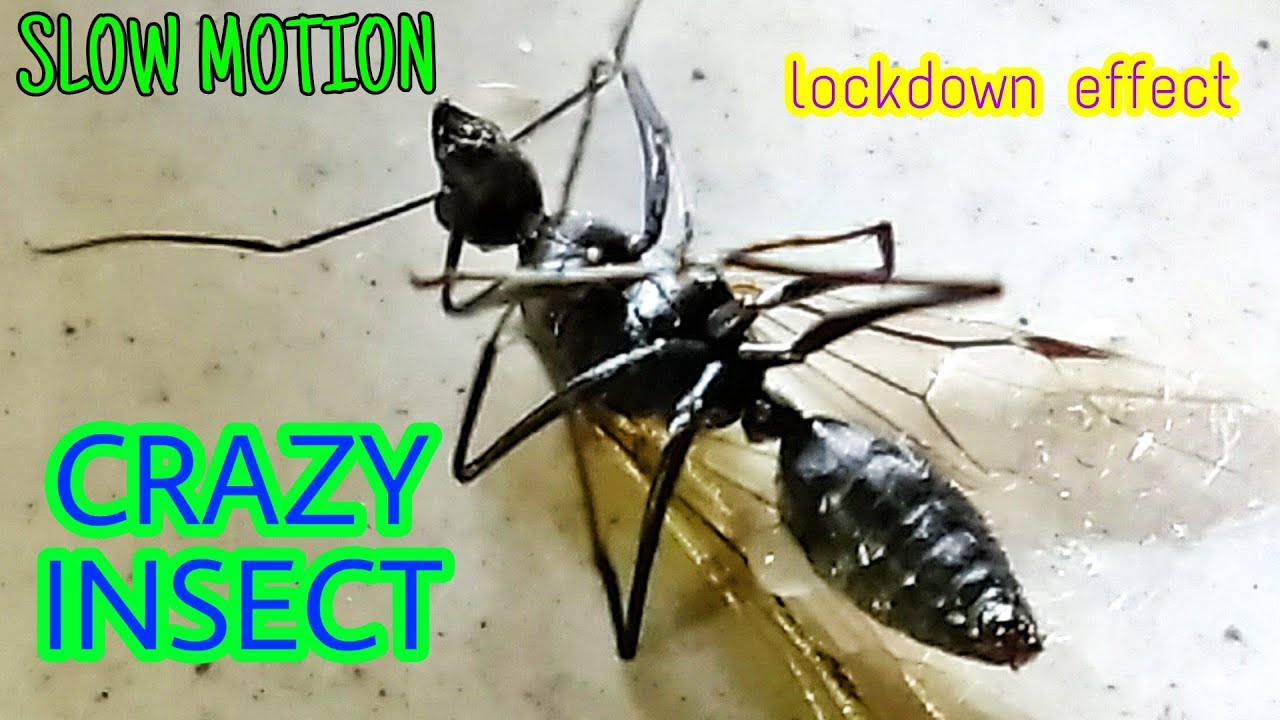 Slow motion insect - YouTube