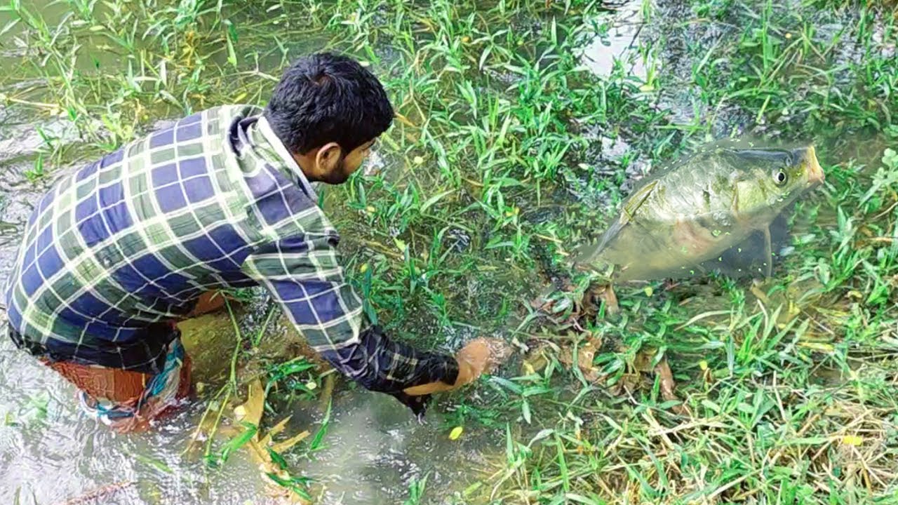 Best Hand Fishing-Big Fish Hunting From Mud Water-Big Fish Hunting in ...
