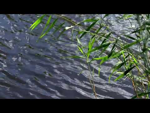 meditation video and nature video fres mind of video