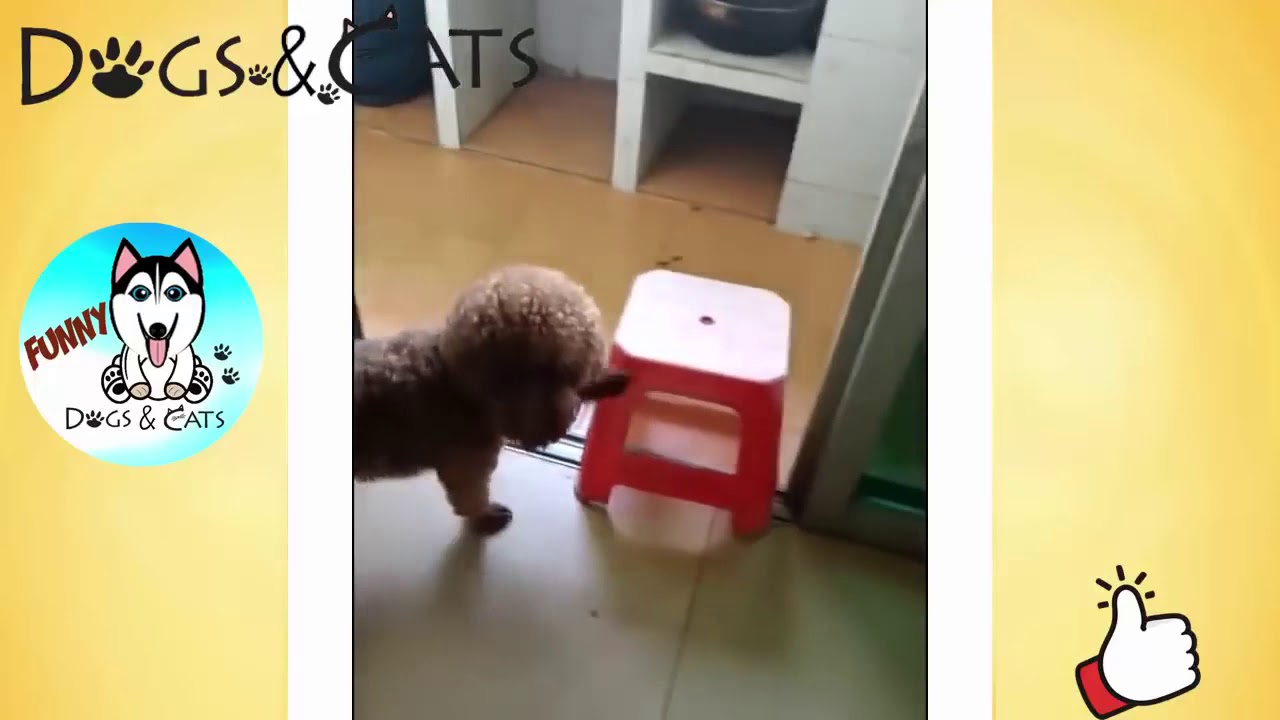 41 Funny Dog Fails Try Not To Laugh Or Grin Funny Dogs Barking Videos ...