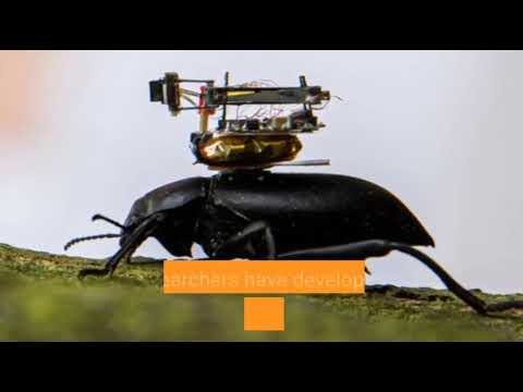 Beetle mounted camera streams insect adventures insect camera footage ...