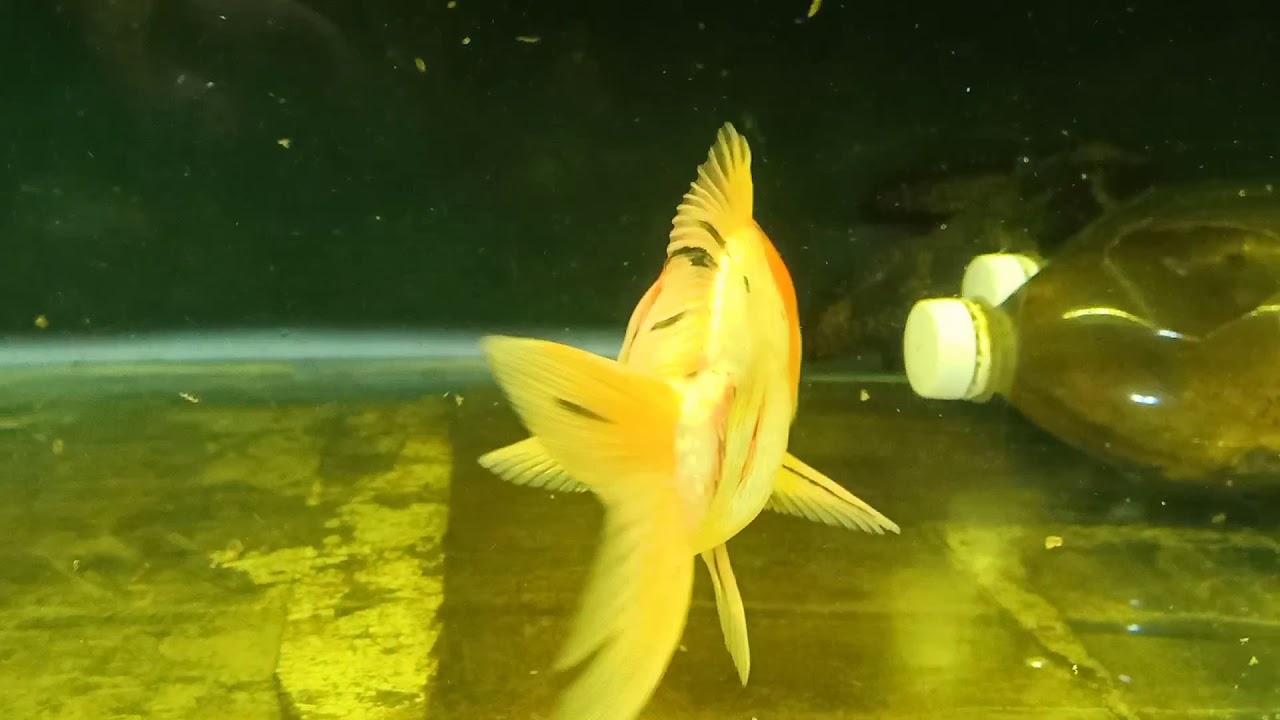 Short body Koi fish - YouTube