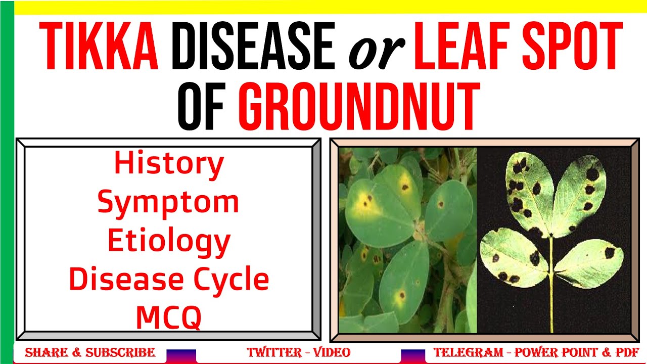 Tikka or Leaf Spot Disease of Groundnut, History, Symptom, Etiology ...