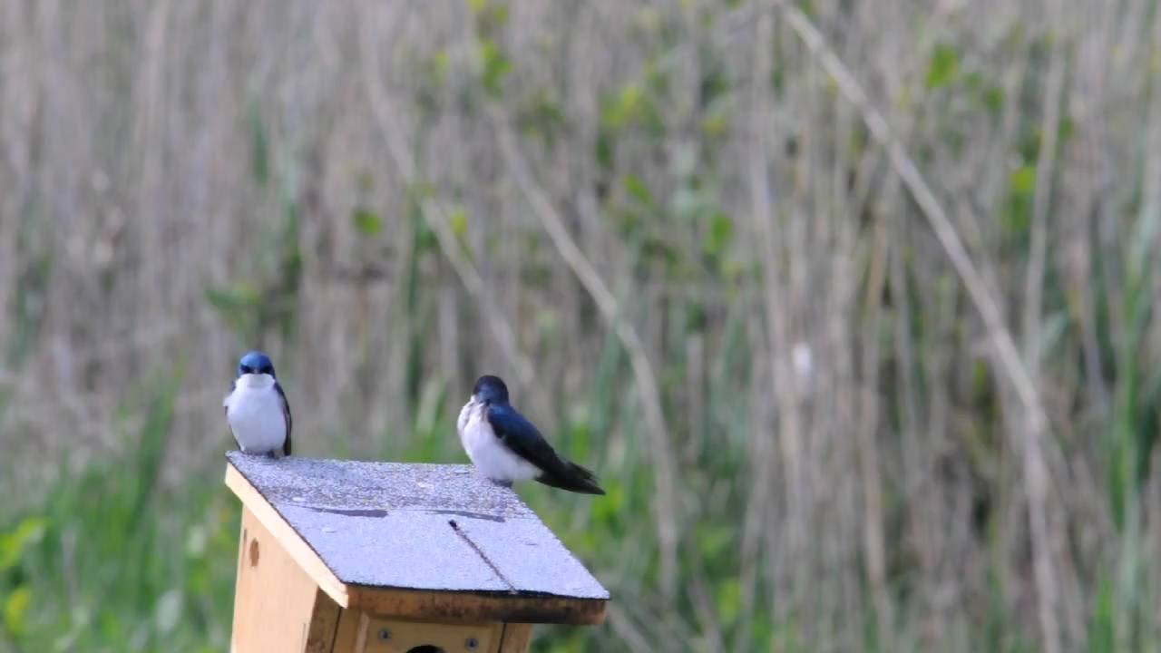 Female Tree Swallow behavior towards the male - YouTube