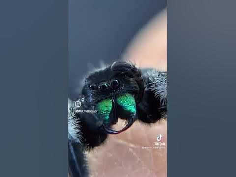 Reasons To Love Jumping Spiders! - YouTube