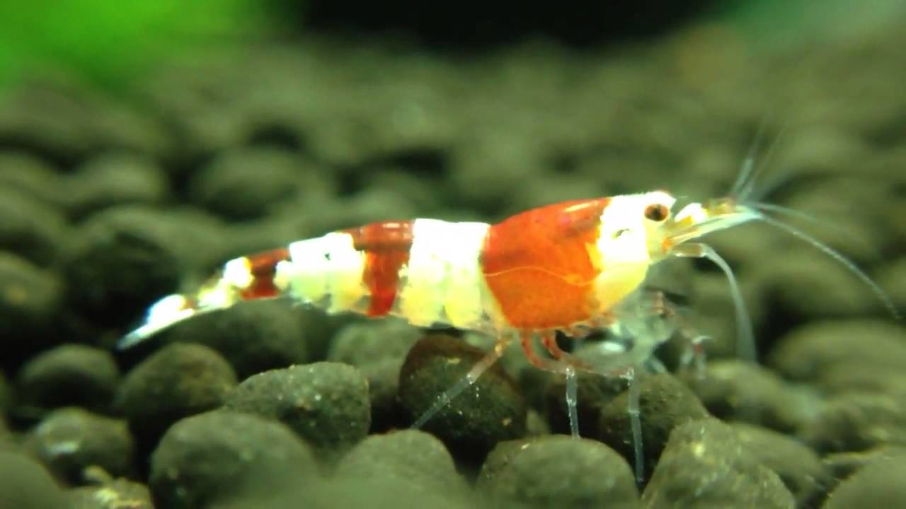 Crystal Red Shrimp CRS - YouTube